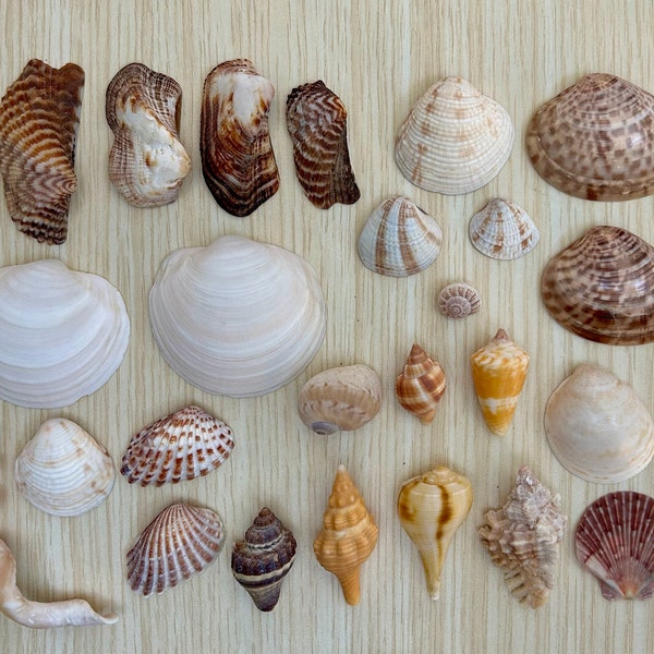 Framed Scallop Shell Art, Shell Art, Sea Shell Art, Sanibel Sea Shell ...