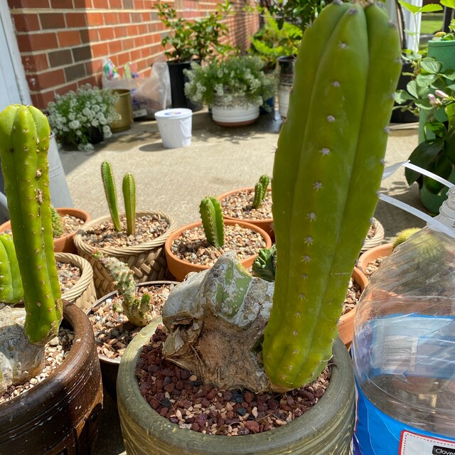 CopperRootNursery - Etsy