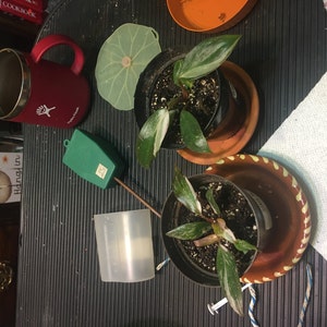 Philodendron Pink Princess PPP ALL Starter Plants Require You to ...