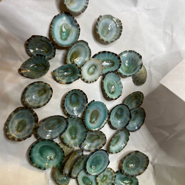 Green Limpet Seashells 0.50-1.25"- Green Limpet Bulk-craft Seashells ...
