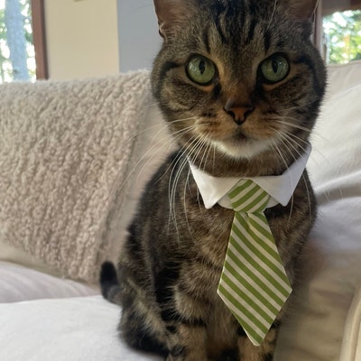 Red Chevron Skinny Cat Tie Cat Necktie Cat Necktie Collar - Etsy Canada