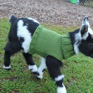 Knitted Goat Sweater for Newborn Nigerian Dwarf Goat - Etsy