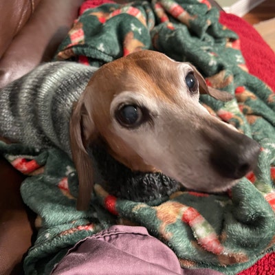 Warm Coat for Wiener Dog, Miniature Dachshund Knitted Jumper, Dachshund ...