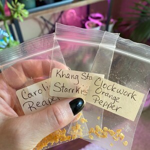 15 Numex Pinata Pepper Seeds isolated-padded Envelope - Etsy