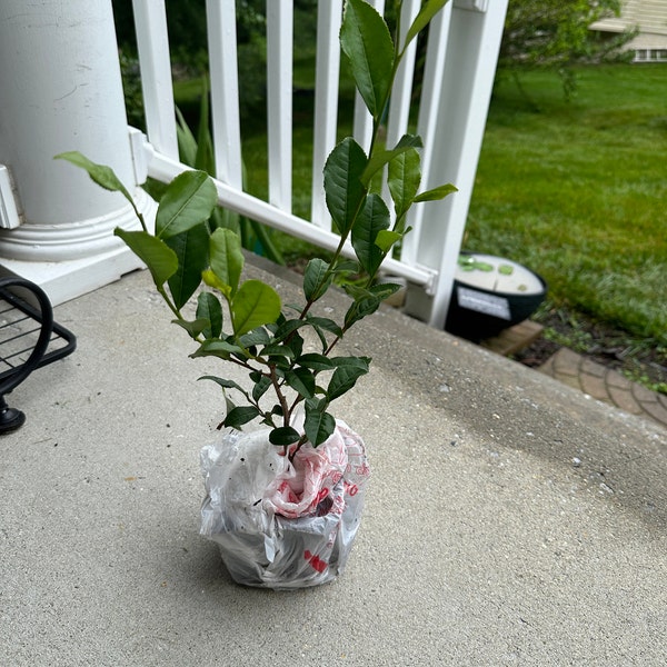Camellia Sinensis (live Tea Plant Propagated From Plants at Former ...