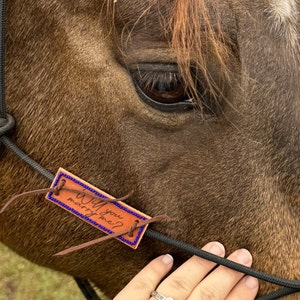 Sparkle Gambler Halter Horse Mule Tape Halter With Bronc Nose Band ...