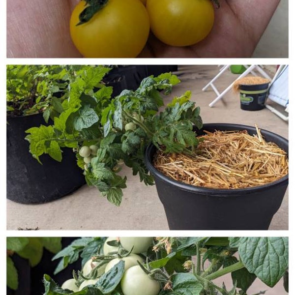 Aztec Gold Micro Dwarf Tomato 30+ Fresh Seeds for 2026 - Etsy