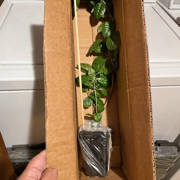 Pitiona, Oaxaca Lemon Verbena, Juanilama, Lippia Alba, 1 Live Plant 2.5 ...