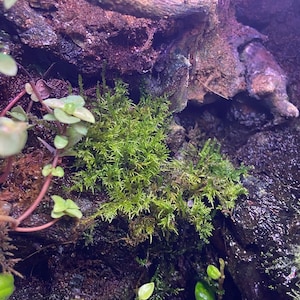 Spoon Leaved Moss Bryoandersonia Illecebra Live Terrarium Moss - Etsy
