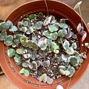 Extra Large Propagation Station With 2 Hooks Hang or Stand - Etsy