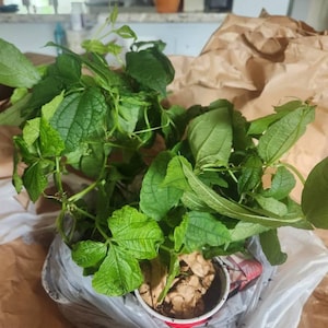 Green SEEDS (african Spinach, Efo Tete, Callaloo, Amaranthus Hybridus ...