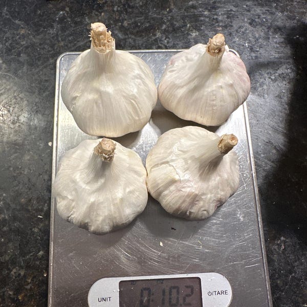 Duganski Culinary Garlic Bulbs Small Size: 1 5/8 to 1 7/8 Organically ...
