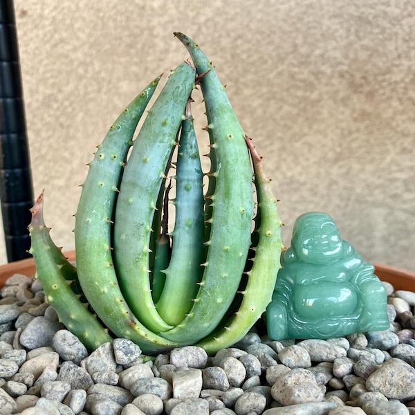 Sm.1g Aloe Excelsa,rarely Seen in Cultivation.seed Grown From South ...