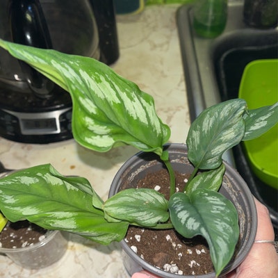 Calathea Burle Marx Amagris 4 Pot ALL PLANTS Require You to - Etsy