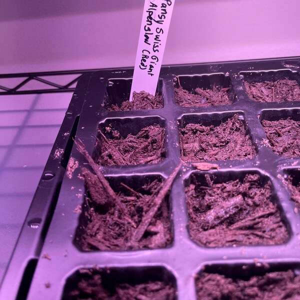 BIN2R9D8 Tomato Seeds 100 Bulk Indigo Fireball F1 Tomatoes Cherry ...