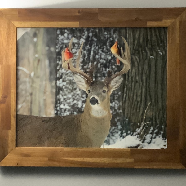 Backyard Birds of the Midwest / North America Bird Identification ...