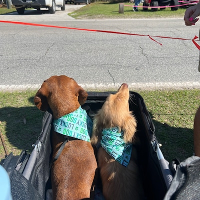 State of Michigan or Select Your State Pet Name Tag Medium 1 Max ...