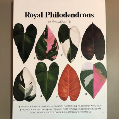 BUNDLE 4 Philodendron Varieties Plant Identification Charts Digital ...