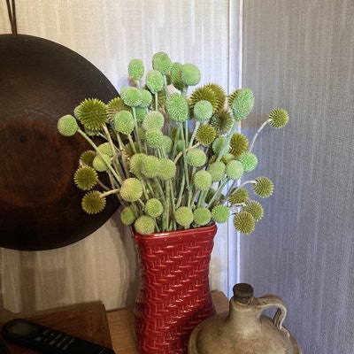 Billy Button Balls, Protean Preserved Flowers, 40 CM Tall, Stems/pack ...