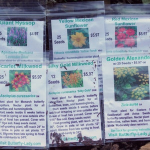 Silky Gold Milkweed Seeds asclepias Curassavica 'silky Gold' Packet of ...