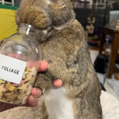 Bunny O's Cereal Treat, Rabbit Fruit Loops Inspired Treat, Small Animal ...