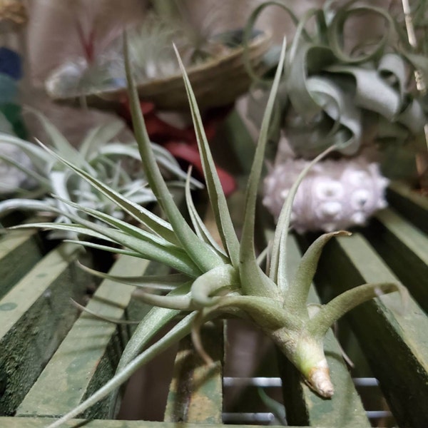 Tillandsia Aeranthos Air Plant - Carnation of the Air - 30 Day ...