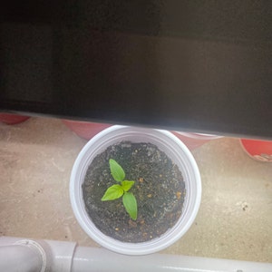 Premium Swamp Rose Mallow Flower Seeds Gorgeous Stunning - Etsy