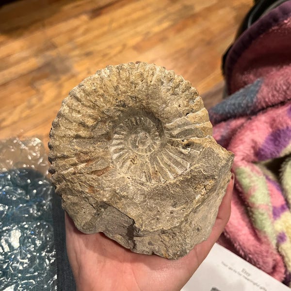 Flash Sale!!** LARGE (1) Raw Ammonite Fossil Cephalopod Perfect Gift ...