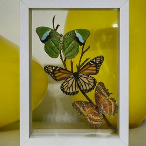 Real Beetle/insect Specimen / Cloche Jar Insect Display Specimen ...