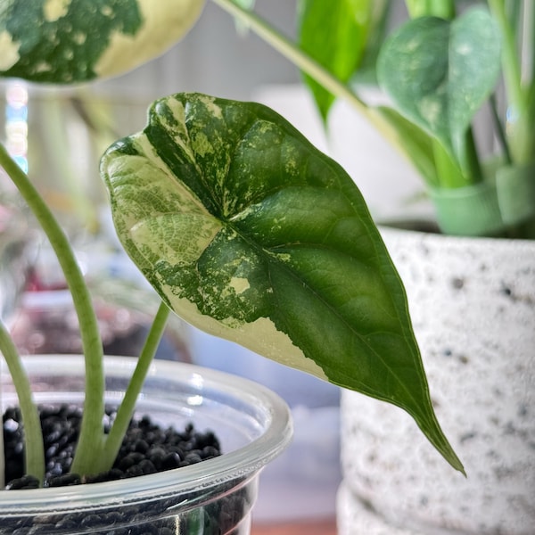 Philodendron Fire Princess Rooted in Soil, Actively Growing - Etsy