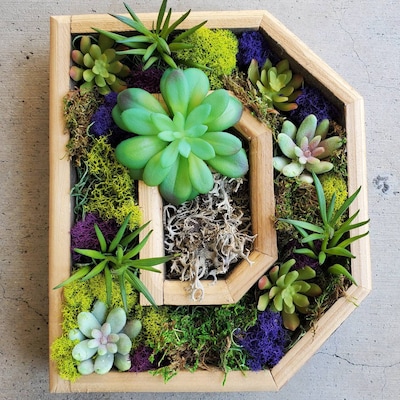 Star of David Succulent Wall Planter, DIY, Succulent Arrangement ...