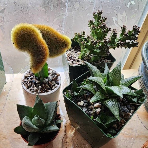 Edithcolea Grandia Succulent Plant, Collector Plant - Etsy