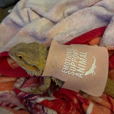 Bearded Dragon Candy Corn Costume Sweater Halloween Lizard - Etsy