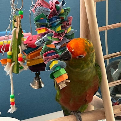 Macaw Ladder, Large Bird Toy - Etsy