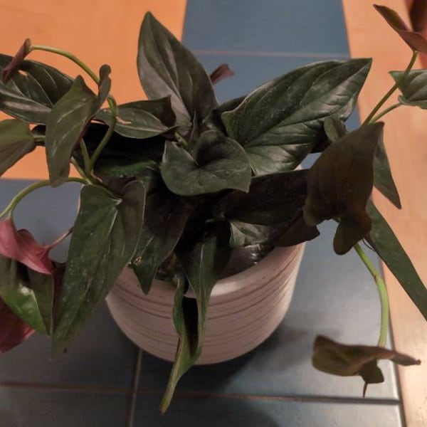 Syngonium Erythrophyllum "red Arrow": Live Indoor Plants - Easy Care ...