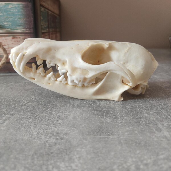 Fallow Deer Skull From Central Europe Fallow Deer dama Dama Unique ...