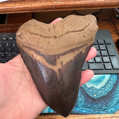 Archaeopteryx in Matrix the berlin Specimen - Etsy