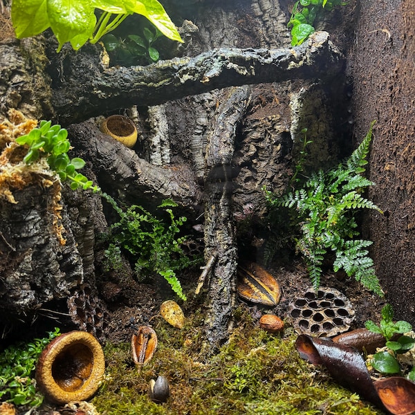 Lotus Head Pod - Isopods / Vivarium / Bioactive / Terrarium ...