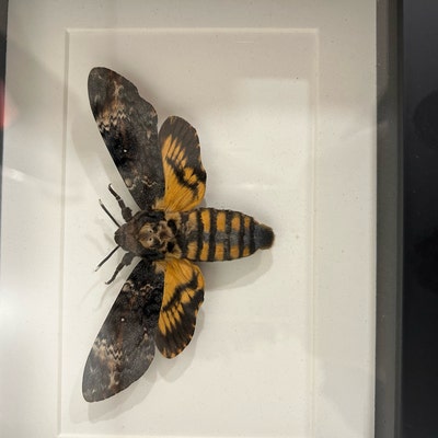 Real Framed Death Head Hawk Moth, Acherontia Atropos Shadow Box Frame ...