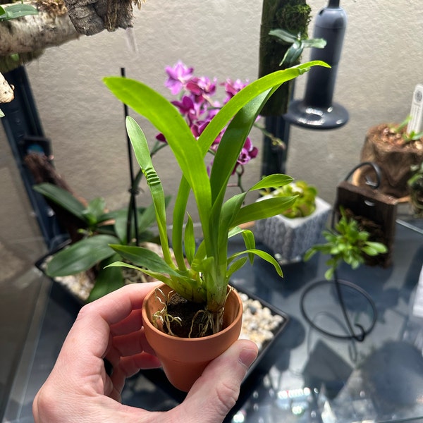 Mini Orchids - Rare - Perfect for Terrariums, Lonopsis, Mini Vandas ...