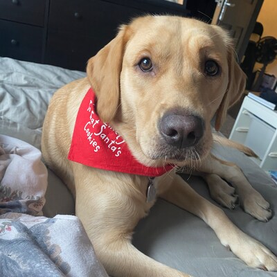 The Crafty Dog Co Can't Stop the Tealin' Rope Lead Teal - Etsy