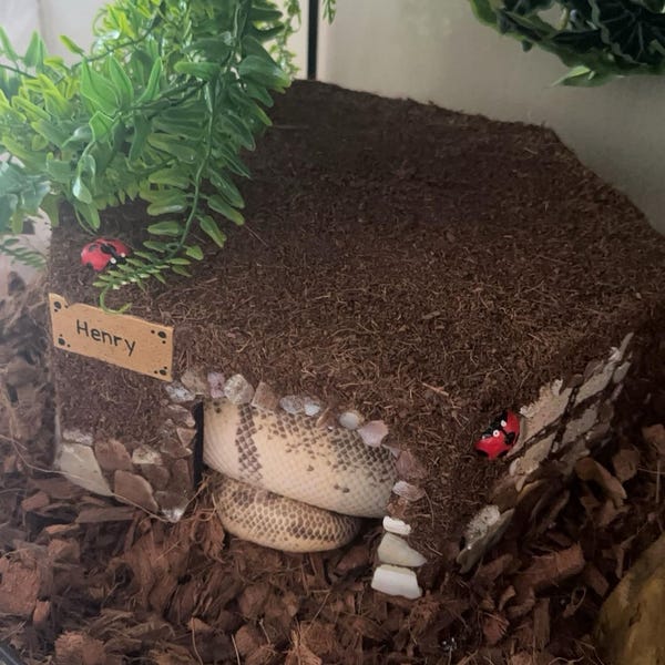 Hermit Crab Terrarium Coconut Hide, Natural Stone Handmade Reptile Home ...