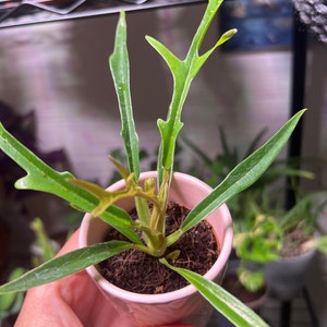 Philodendron Moonlight : Indoor Plants Easy Care Houseplant Starter ...