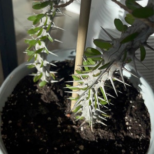 Cactus False Ocotillo, ROOTED Tall Alluaudia Procera, Various Sizes ...