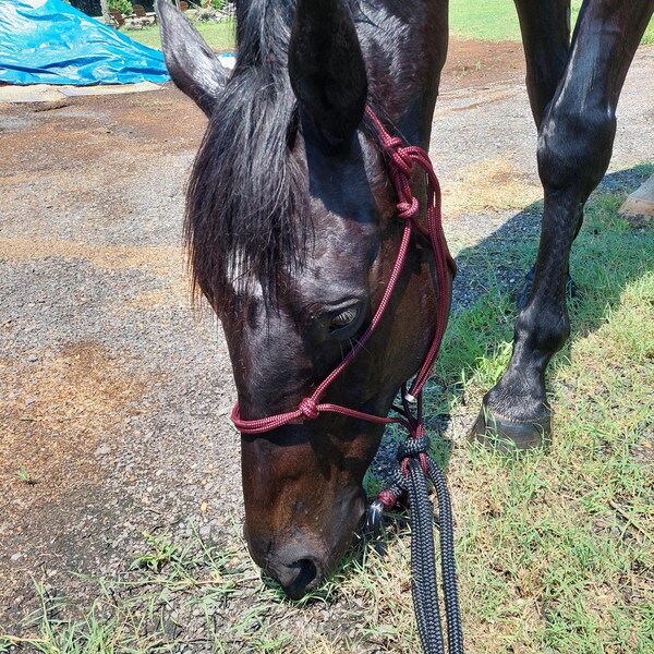 Rope Halter & Mecates - Natural Horsemanship Hackamore - 21 Colors - 2 ...