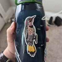 Red Tailed Hawk Sticker, Bird Sticker, Birdwatching Sticker, Birding ...