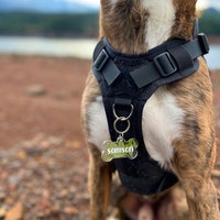 Matching Dog Tags and Keychain Custom Dog Tag Resin Dog Tag Glitter ...