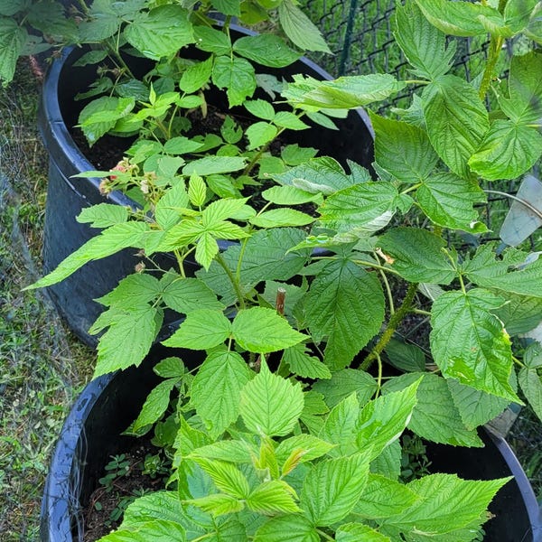 3 Blackberry Plants "caddo"- Thornless, High-flavor (pack of 3 Plug ...