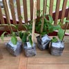 3 Musa ‘poquito’ Banana Tree/ Banana Tree in 4 Inch Cups (one Plant per ...