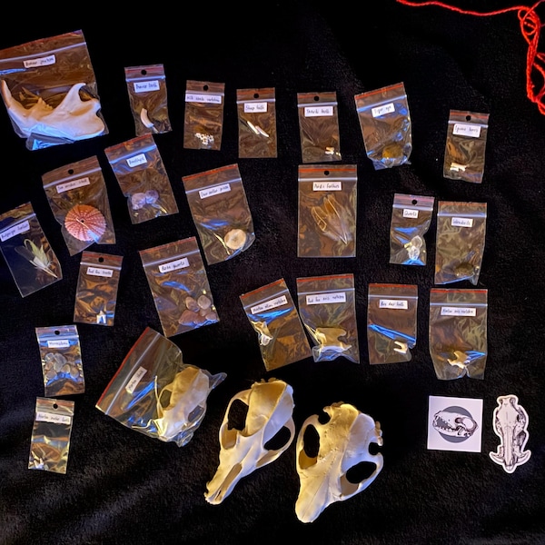 Natural History Mystery Box: Bone, Fossil & Mineral Collection - Etsy